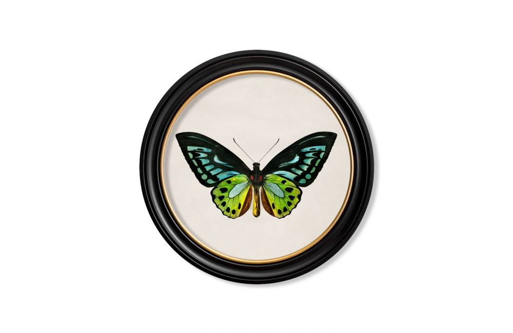 Birdwing Butterfly in Round Frame